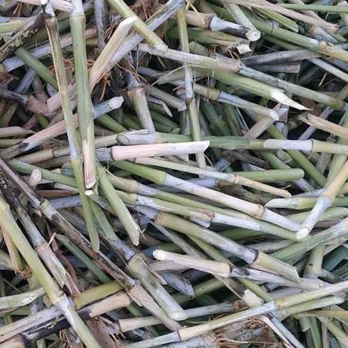 Super Napier Stick (25 pc) : Amazon.in: Garden & Outdoors