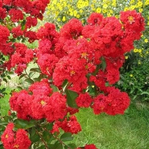 Red Rocket Crape Myrtle Dwarf Lagerstroemia Red Flowering Shrubs Kalmi ...