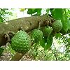 GreenEarth Original Soursop Cancer Treatment Fruit Plant, Korosol ...