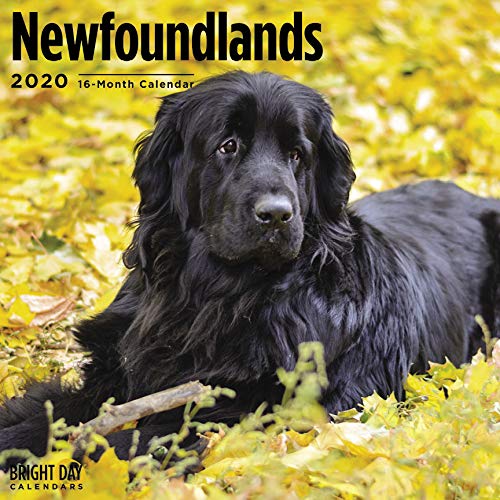 Newfoundlands Wall Calendar 2020: BRIGHT DAY: 9781684601707: Amazon.com ...