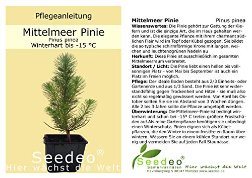 Zwerg Pinie – Die 15 besten Produkte im Vergleich - Hausbauberater Ratgeber