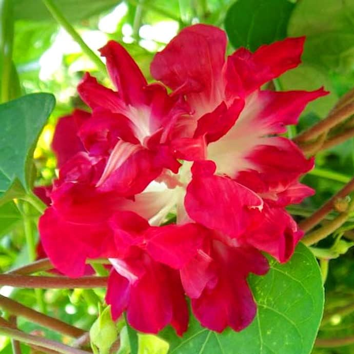 Ruffled Red Morning Glory 15 Seeds + Freebie + Plant tag Ipomoea ...