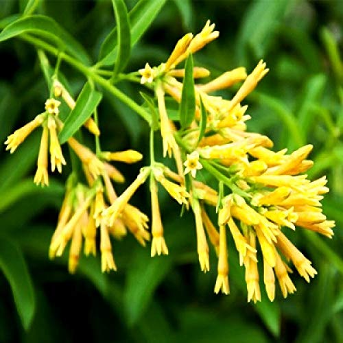 Mphmi Seedless Plant Flower Plants Cestrum Nocturnum Plant - Yellow ...
