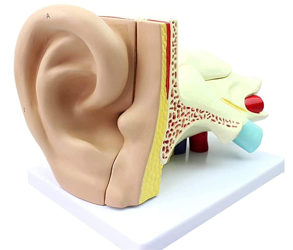 Buy LBYLYH Ear Anatomy Template, Oto-Rhino-Laryngology Professional ...