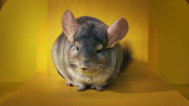 Watch AFTS Kaytee Small Animal People Video 1920x1080 V1 on Amazon Live