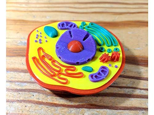 Animal Cell Clay Model