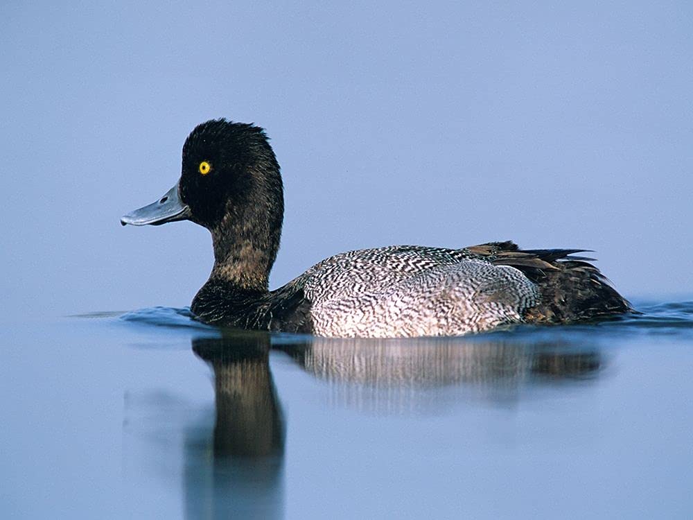 Scaup Duck