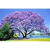 Amazon.com : Beautiful Flowering Blue Jacaranda Tree Plant 5-11" Tall ...
