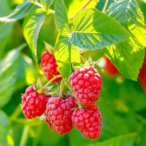 9 Best Thornless Raspberry Plants for a Sweet and Prick-Free Harvest ...