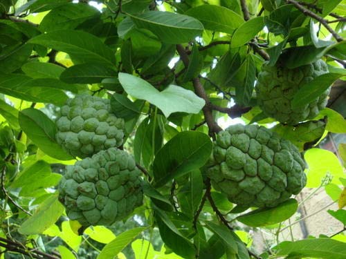 Mphmi Custard Apple, Sitafal, Annona squamosa Sugar Sita Phal (Grafted ...