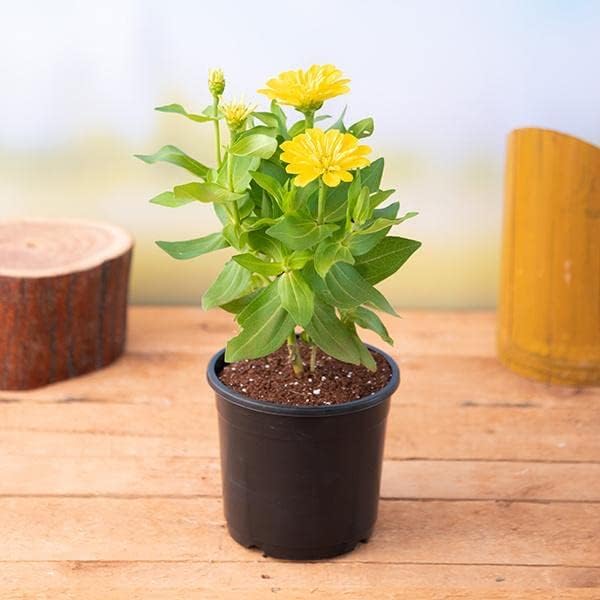 Zinnia (Yellow) Healthy Sapling 40-60 cm Without Pot Ideal for Balcony ...