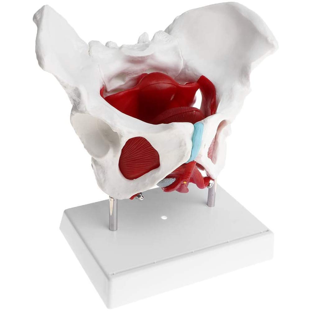 Buy Pelvic Model Medicine Human Organ Model Female Pelvic Skeletal ...