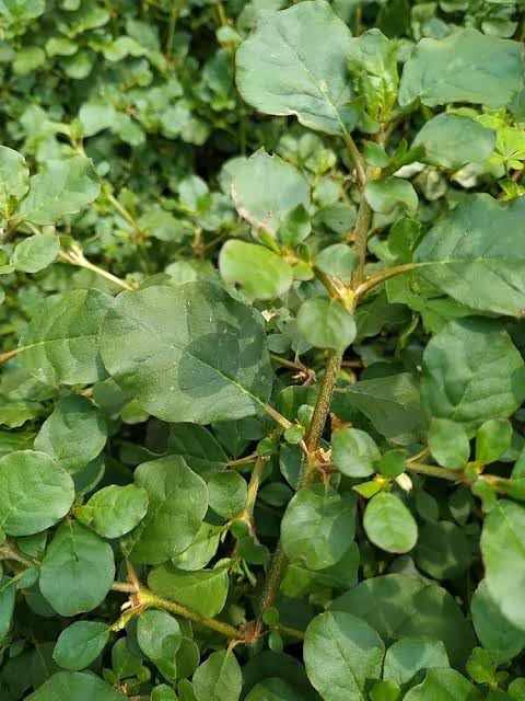 Punarnava Live Medicinal Plant