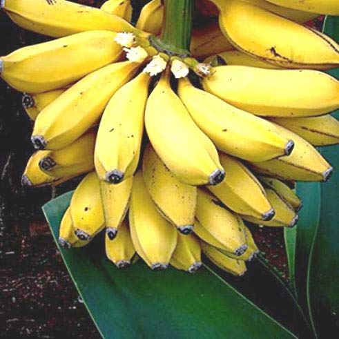 Modern Plants Live Banana/Kela G9 Fruit Plant With Pot : Amazon.in ...