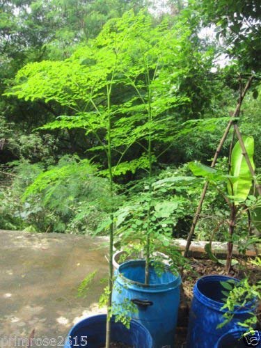 DNR AGENCIES, Hybrid PKM 1 Drumstick/Sajna - Moringa Oleifera Pack of ...