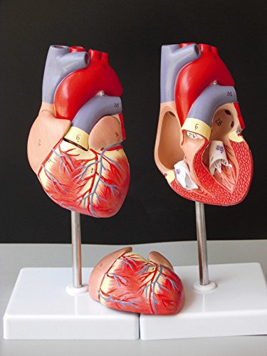 Amazon.com: 1:1 Human Heart Anatomy Model B Super Colour to Exceed ...