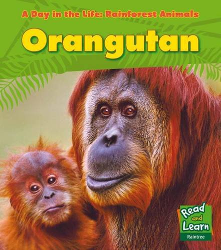 A Rainforest Animals Pack B of 4 (Young Explorer: A Day in the Life ...