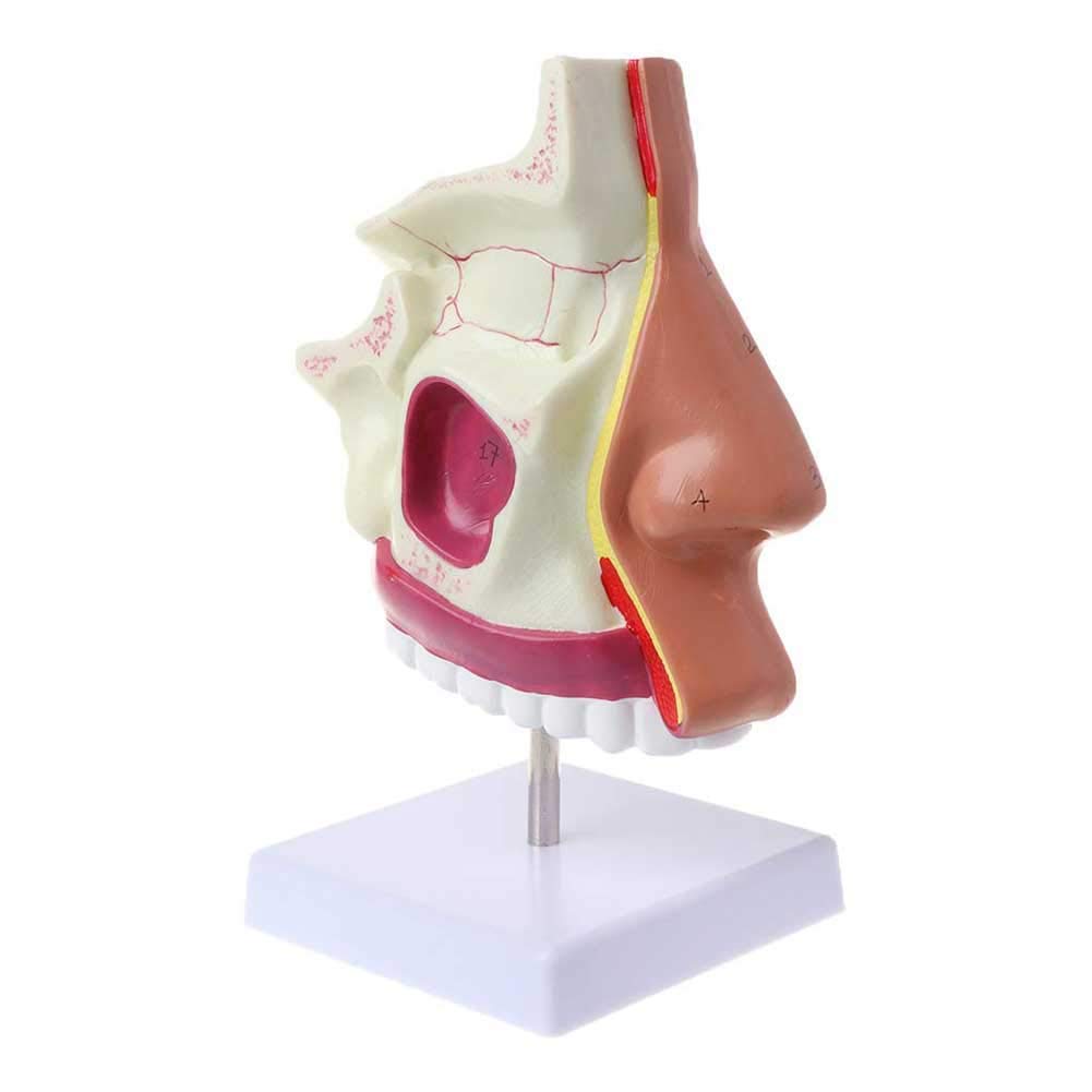 Buy MKULOUS Human Nasal Cavity Anatomy Model, Nasal Cavity Model Nose ...