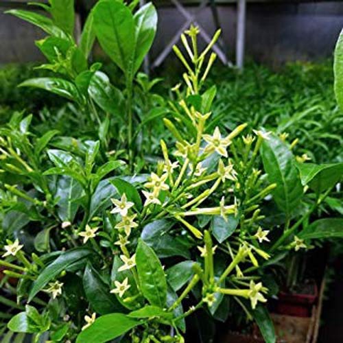 LushGreen Night Blooming Rare Dwarf White Arabic Jasmine 'Kutti Mulla ...