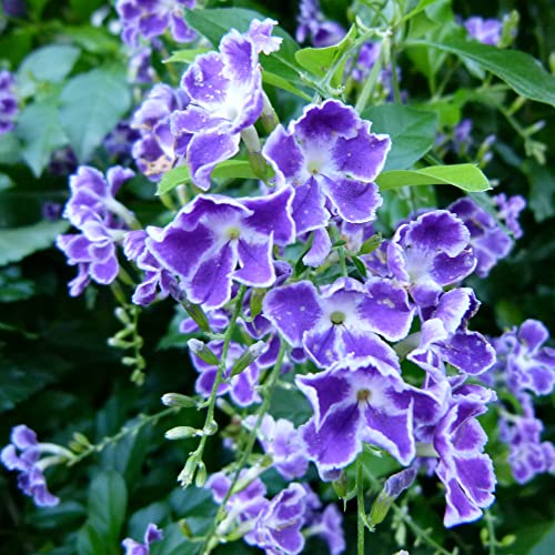 Duranta erecta Golden edge - How to grow & care
