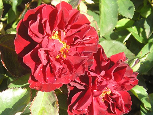 Ruby Celebration - Bareroot Floribunda Half Standard Rose - Deep Ruby ...
