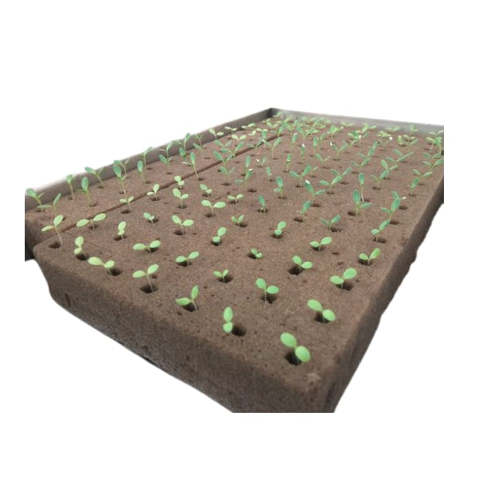 Buy Oasis Grow Cubes for Seed Germination in Hydroponics | 156 Cubes in ...