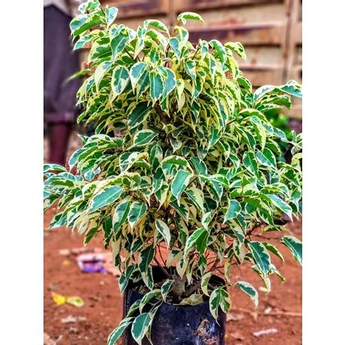 HERBALISM ficus benjamina starlight Ficus Starlight Ficus benjamina ...