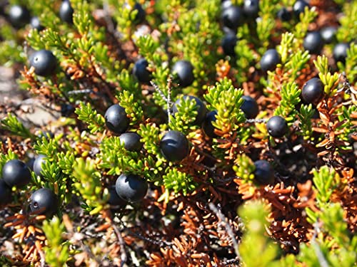 Crowberry - How to grow & care