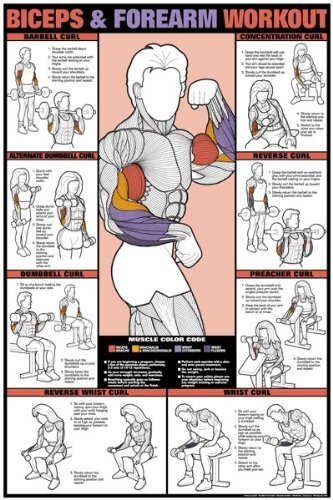 Biceps Exercise Chart Pdf