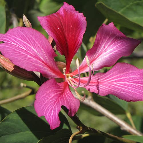 Cloud Farm Kanchan Live Flower Plant CF_77 : Amazon.in: Garden & Outdoors