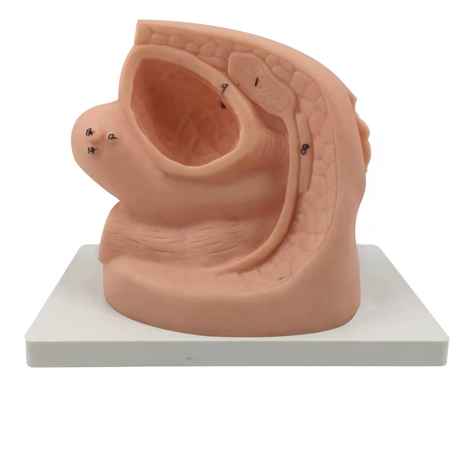 Buy oiakus Female Urethral Catheterization Model Medical Practice ...