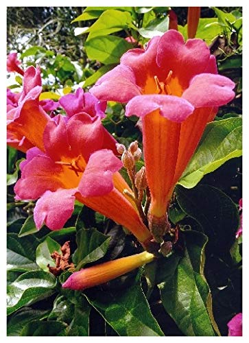 Buy TROPICA -"Pink" Trumpet Begonia (Campsis radicans syn. Distictus ...