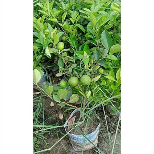 THE GREEN VIEW GARDENS Nimbu China 3 Lemon Variety Fruit (Air Layering ...