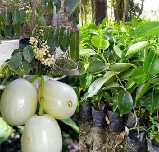 Mampi Garden Thai White Jamun Jambolan Java Plum Malabar plum Syzygium ...