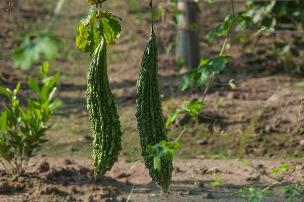 Hybrid Karela/Bittergourd Vegetable Seeds For Home Garden-Pack of 15 ...