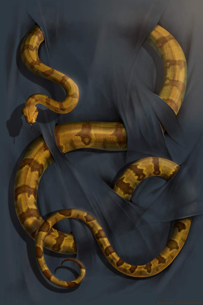 Serpent Boa