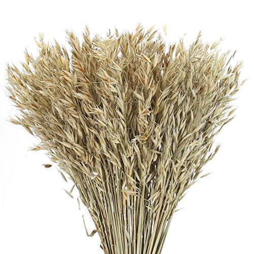 The Best Dried Corn Stalk Bundle: Get High-Quality And Affordable ...