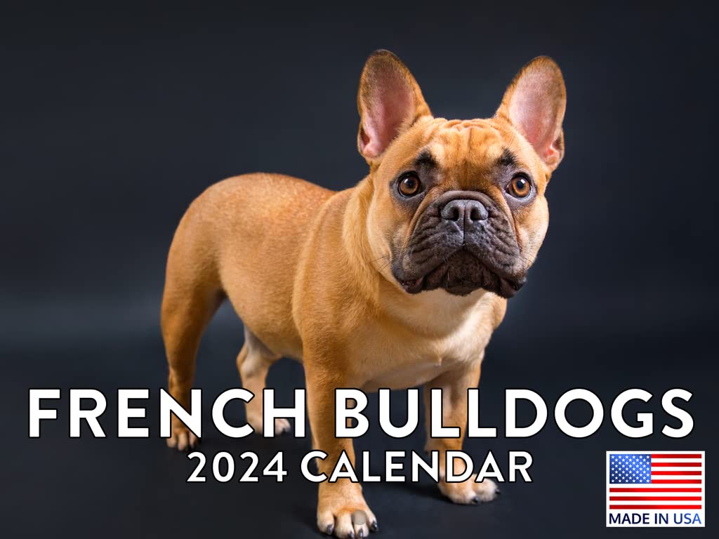 French Bull Weiner