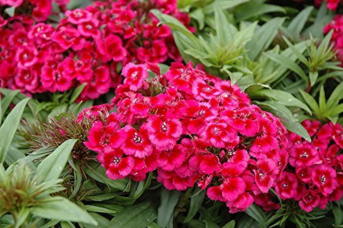 Golden Hills Farm® (AVG 100-1000) seeds Dianthus Barbarini Red Flower ...