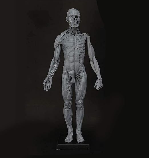 Amazon.co.jp: 60cm マネキン 人体解剖学 人間の筋肉 骨格 解剖モデル 男性解剖図 学校解剖学研究キット用 アーティスト向け解剖学参考資料 (グレー) (グレー) : 産業 ...