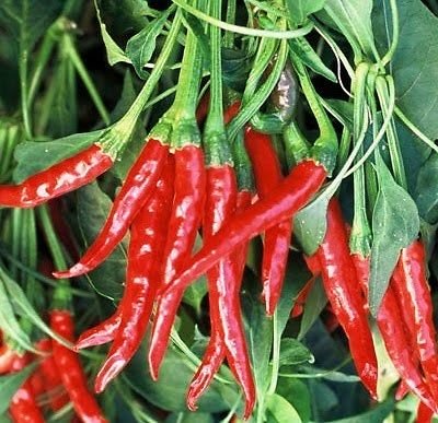 Arlo RED CHILLI SEEDS (VEGETABLE SEEDS) 50+ Seeds : Amazon.in: Garden ...