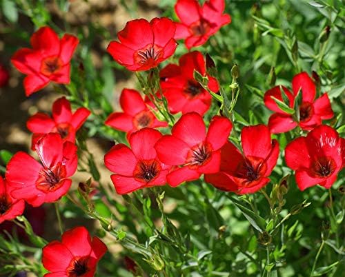 Scarlet Flax 500 Seeds + Freebie + Plant tag - Linum Grandiflorum ...