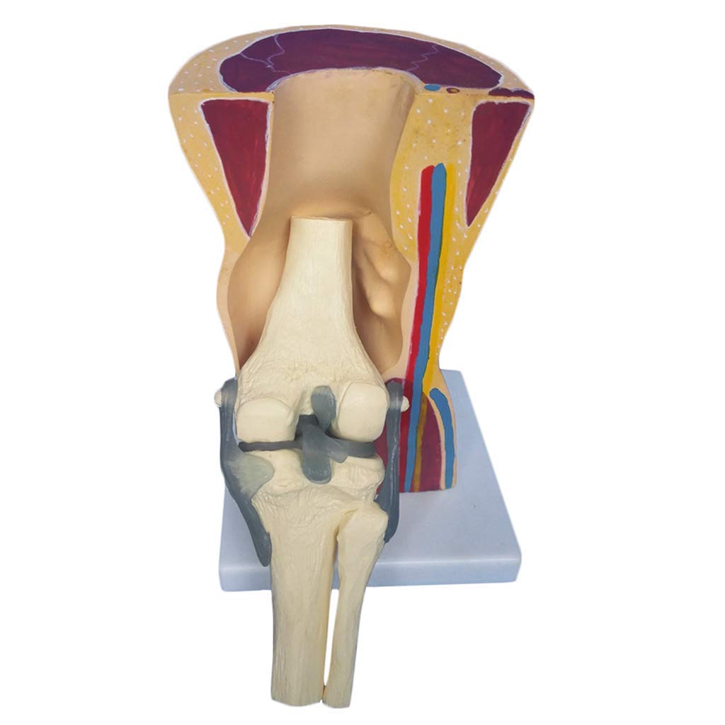 Buy SLRMKK Knee Joint with Ligaments Model - Anatomical Human Knee ...