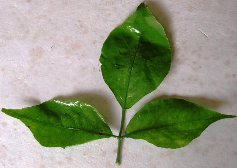 Vilvam Plant - Indian Bael - Bilva Plant live plant : Amazon.in: Garden ...