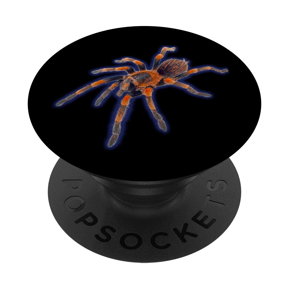 Mexican Fire Leg Tarantula