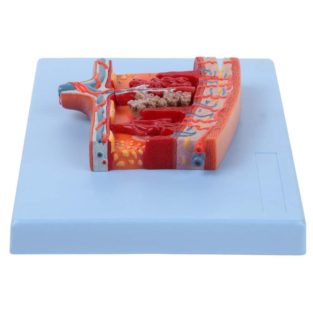 Buy Assembly model Human Reproductive System Anatomy Model, d Model of ...