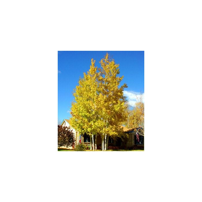 Buy 1000 Quaking Aspen Tree Seeds, Populus Tremuloides Online at ...