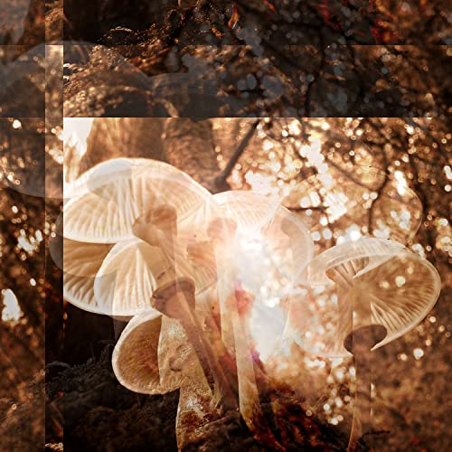 Amazon.com: Fulminate Joint : Checkbook Veto: Digital Music