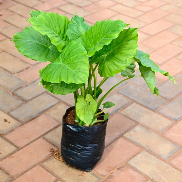 Alocasia Macrorrhizos/Giant Taro in 8 Inch Plant Natural Miniature Live ...