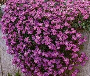 Amazon.com : Aubrieta grandiflora Whitewell Gem 1,000 Seeds : Patio ...